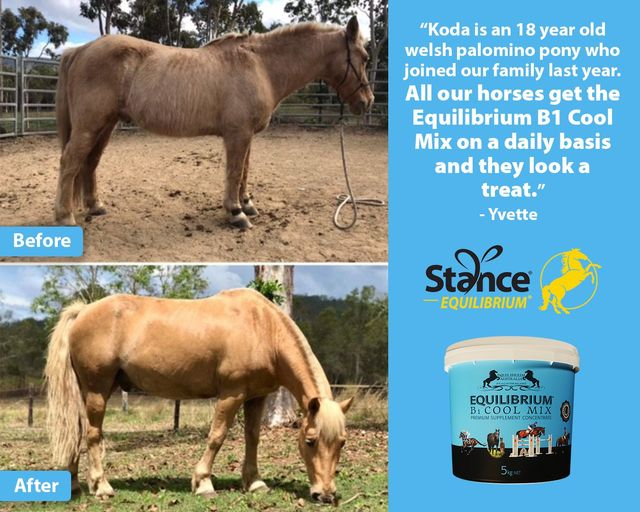 Equilibrium supplements are suitable for all horses of all ages