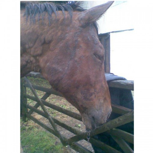 CoolStance Premium Copra Meal